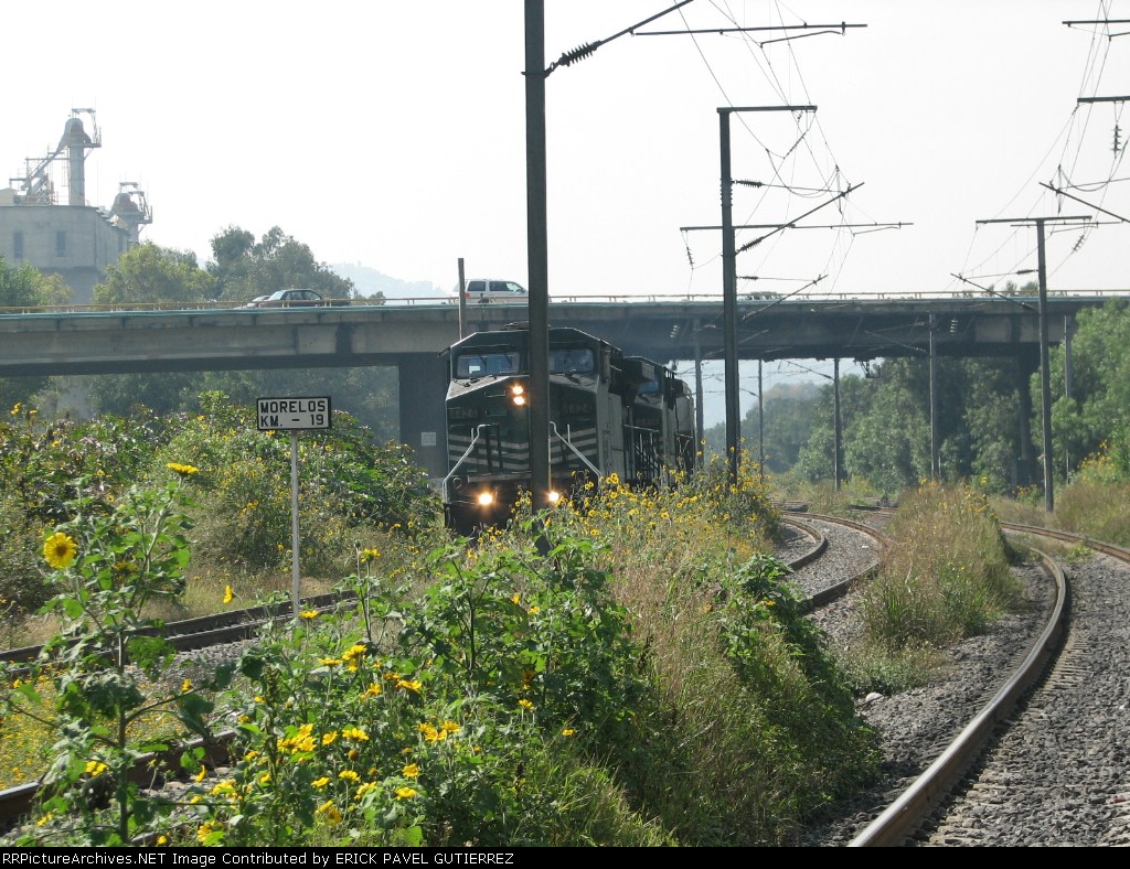 FSRR 4424 Y LOS GIRASOLES